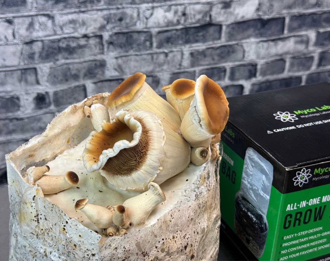 The Ultimate Guide to All-in-One Mushroom Grow Bags: Finding Your ...